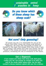 Sheep scab: diagnosing and treating your flock | GOV.WALES